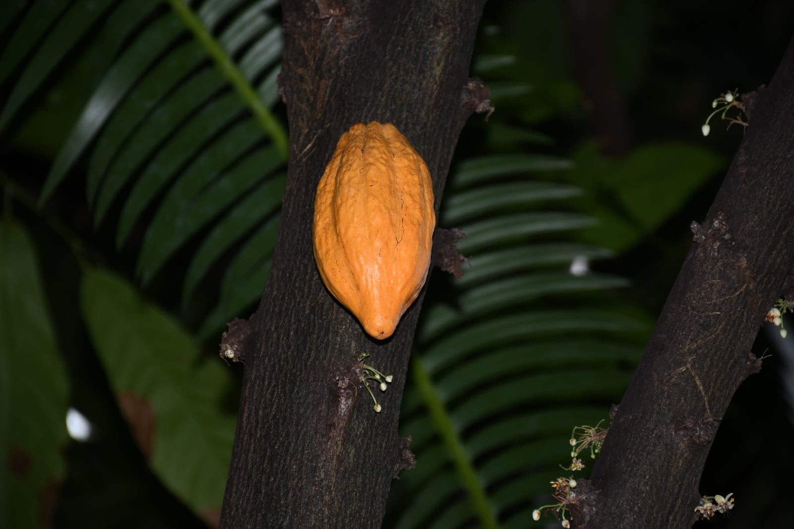Mitchell Park Domes - Tropical Dome