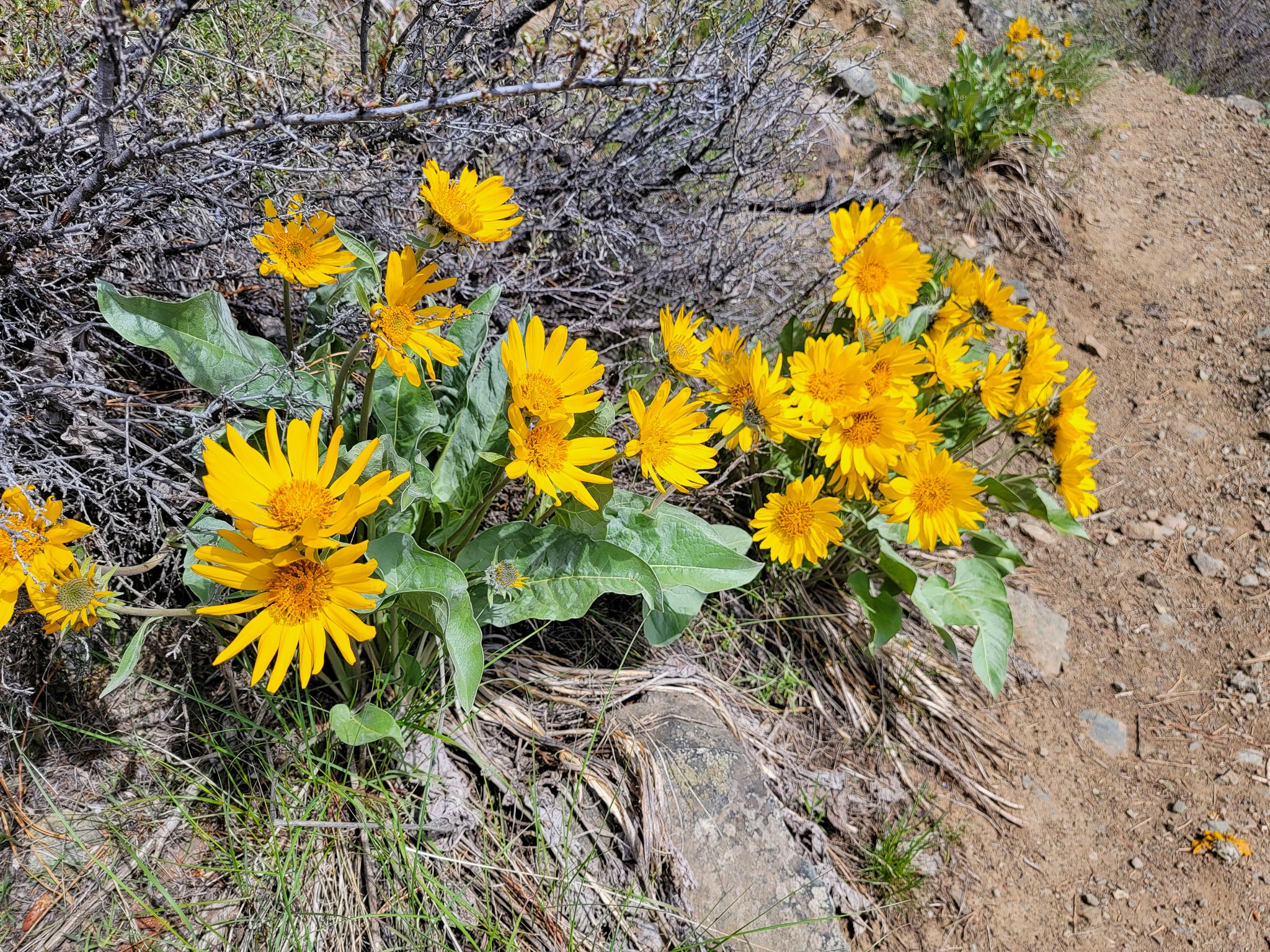 The Inn At Mazama in the gorgeous Methow Valley