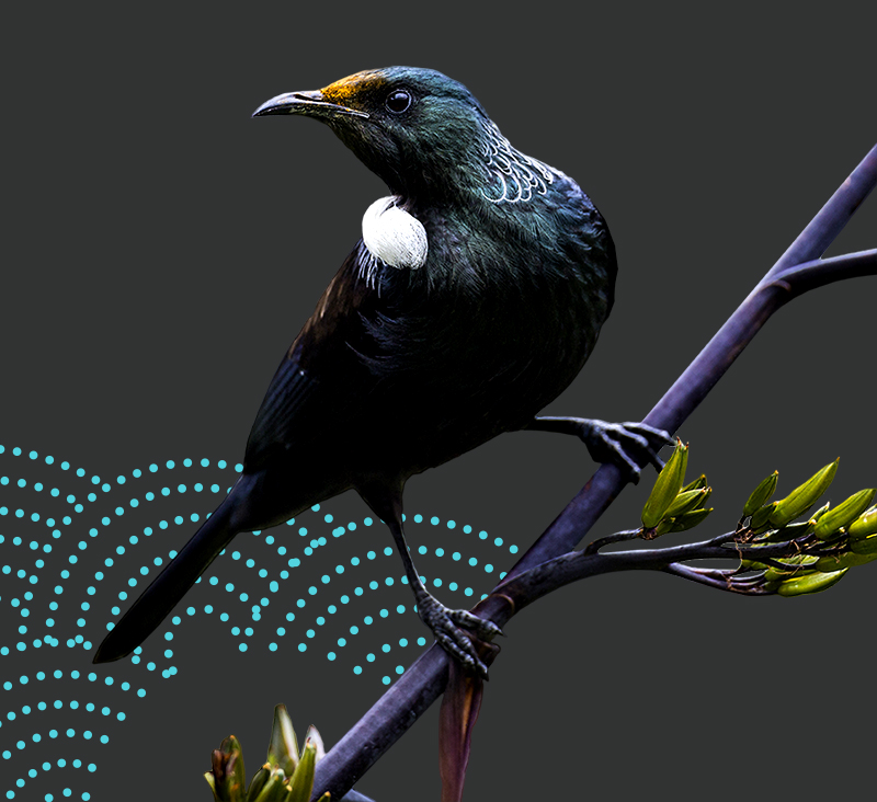 Graphic Design | PDC Creative Whangarei