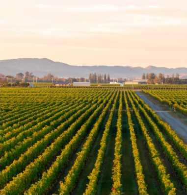 AgFirst - About | Farm & Orchard Advisors New Zealand