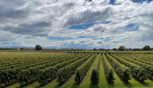 AgFirst - About | Farm & Orchard Advisors New Zealand