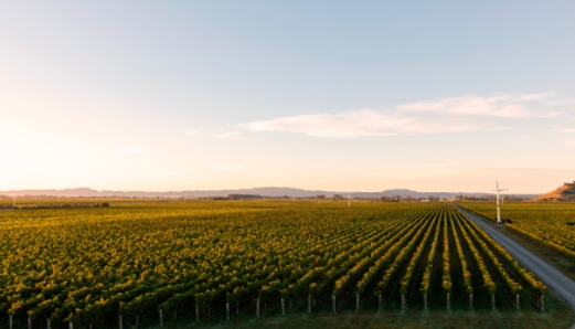 Farm & Orchard Advisors | About | AgFirst NZ