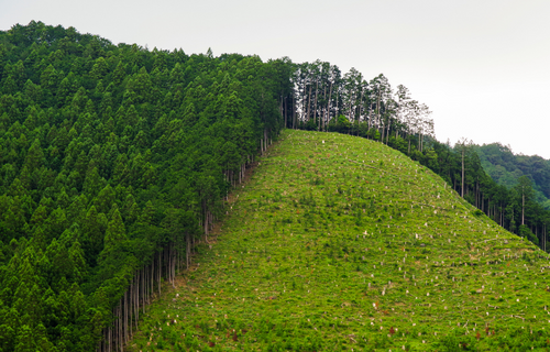 AgFirst - Projects | Agribusiness Consultants New Zealand