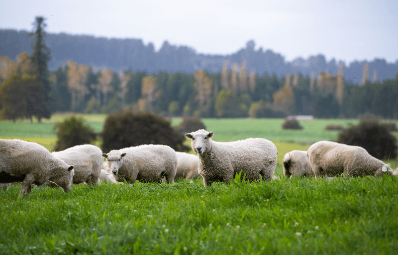 AgFirst - Projects | Agribusiness Consultants New Zealand