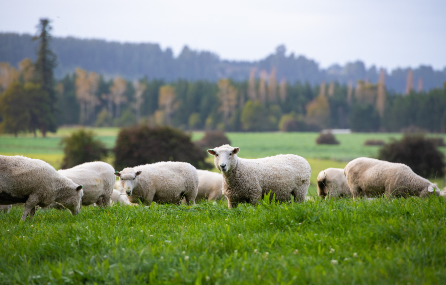 AgFirst - Projects | Agribusiness Consultants New Zealand