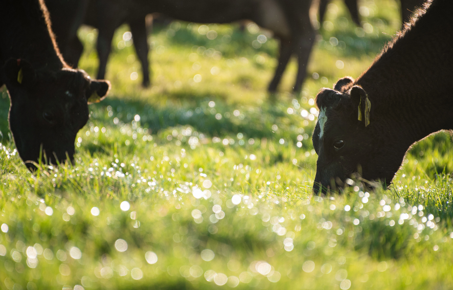 AgFirst - Projects | Agribusiness Consultants New Zealand