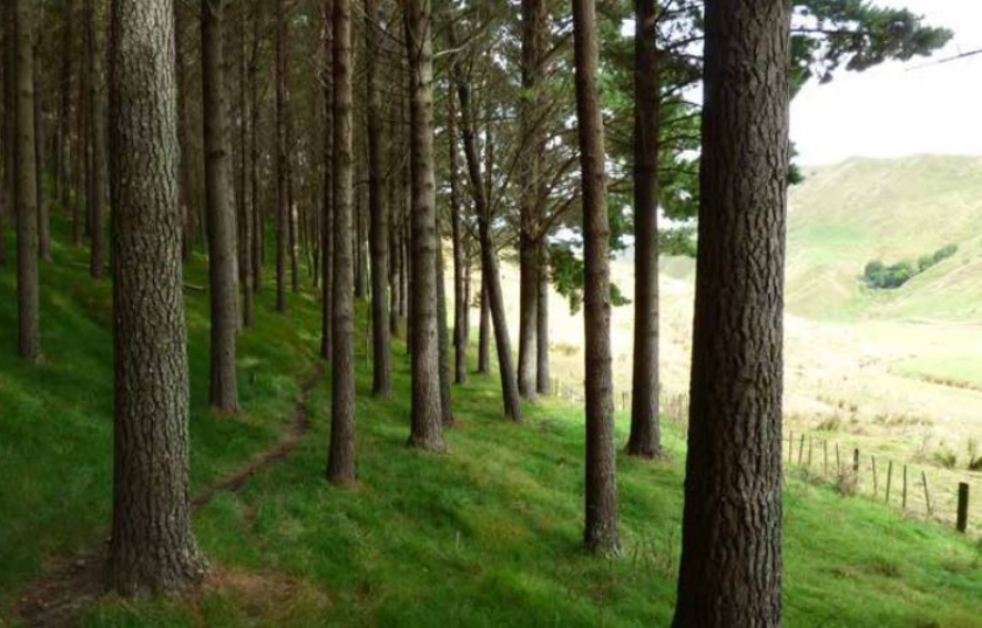 Forestry on Farms: Implications for Farm Sustainability and Regional Impact