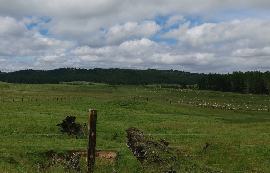 AgFirst - Projects | Agribusiness Consultants New Zealand