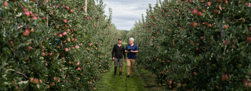 AgFirst - About | Farm & Orchard Advisors New Zealand