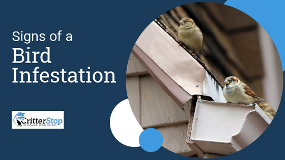 Signs of a Bird Infestation | Critter Stop | Critter Stop