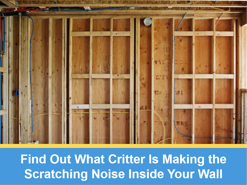 What Critter is Scratching in Your Walls? | CritterStop | Critter Stop