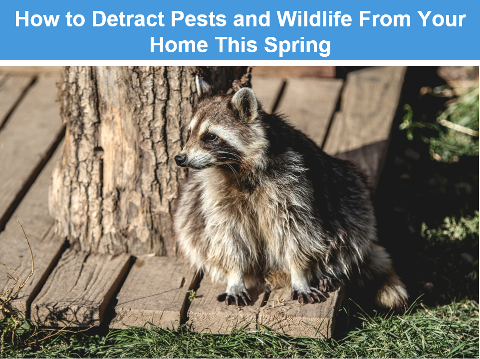 How To Detract Widlife From Your Home | Critter Stop
