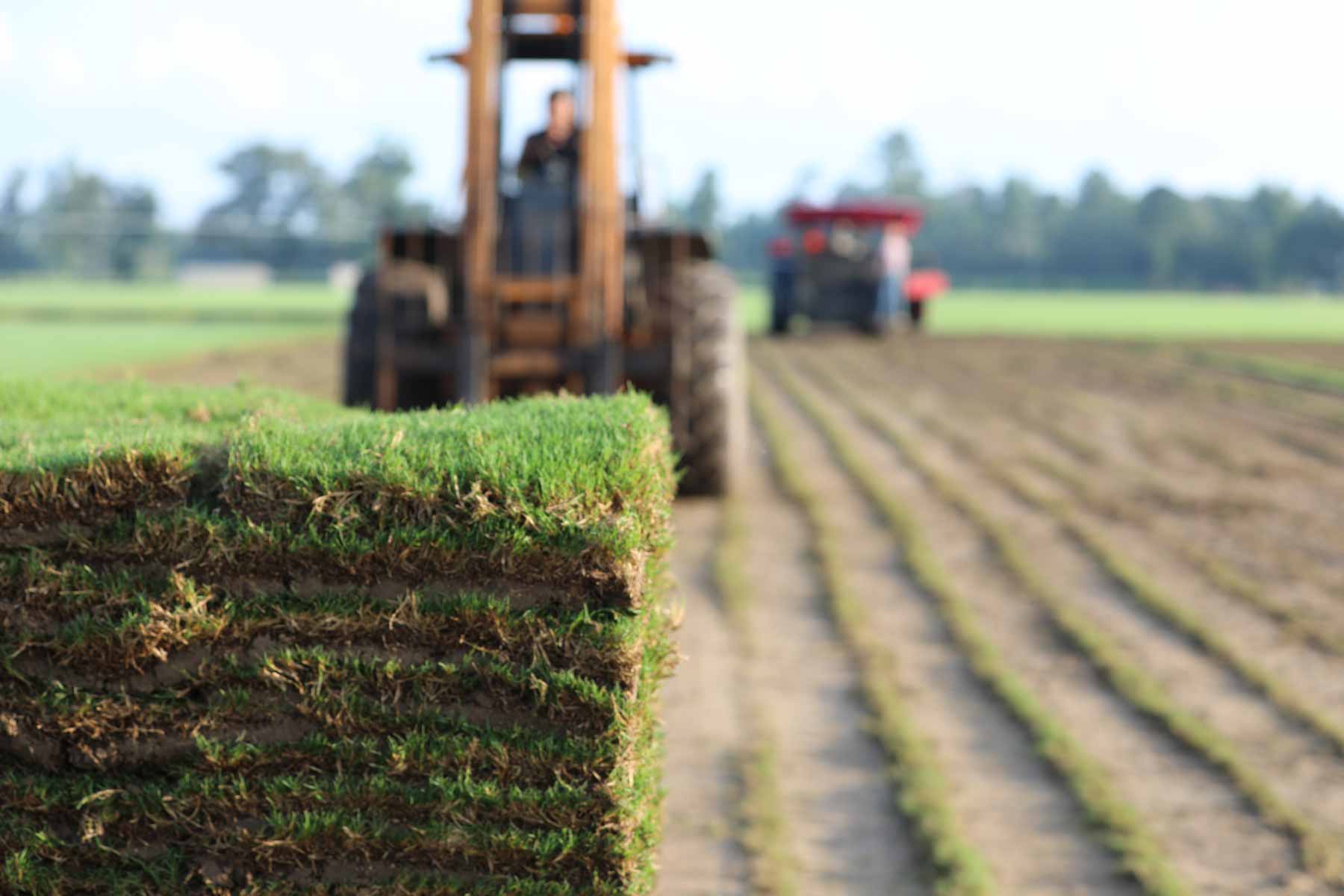 Current Sod Pickup Locations - S&R Turf & Irrigation Equipment, LLC