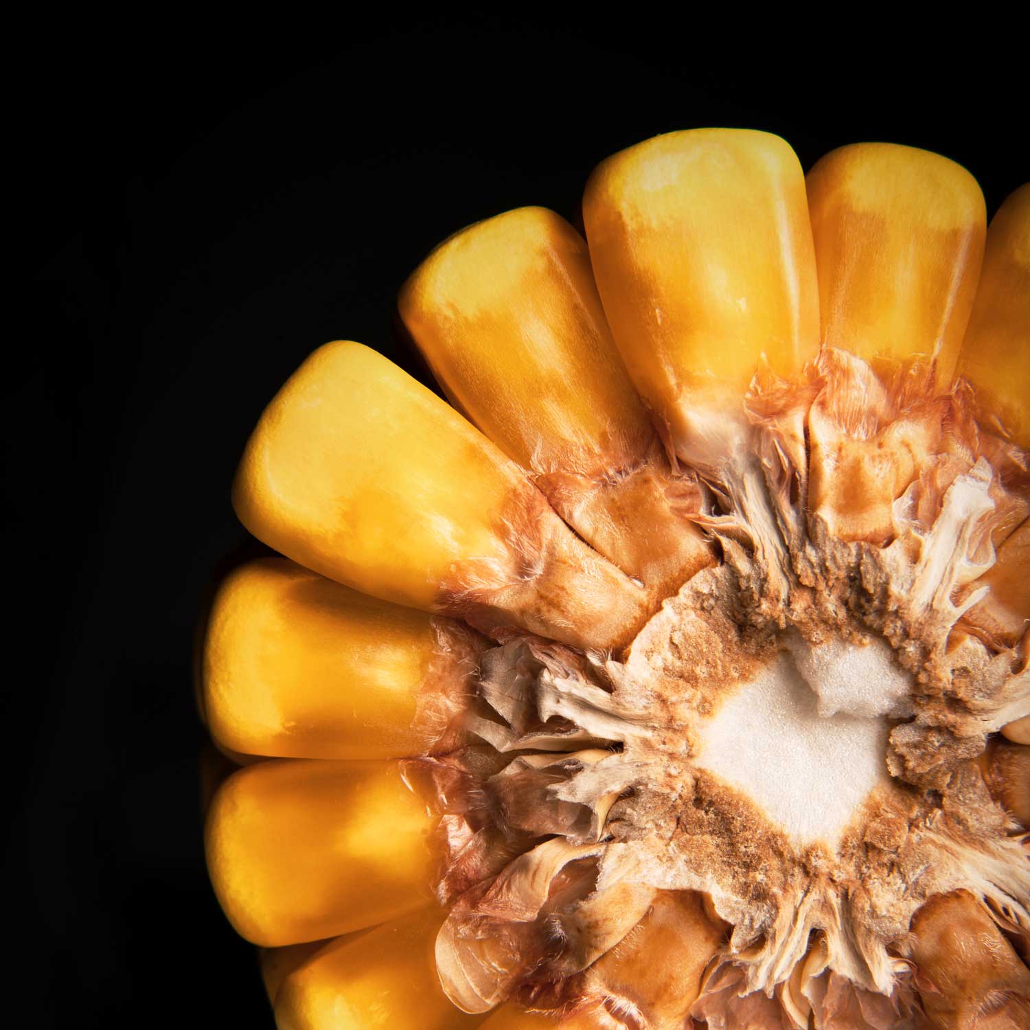 Seed | Cunningham Seed Farms