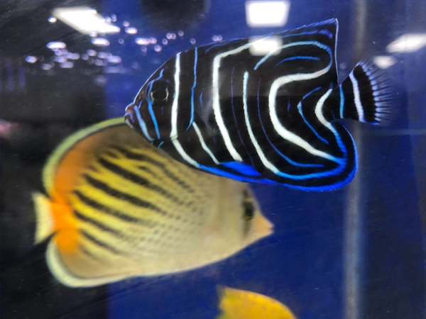 Meet Korean Angel & Dot & Dash Butterfly Fish - Fish - Brontosaurus