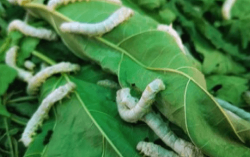 Meet The Silkworm - The Domestic Silk Moth
