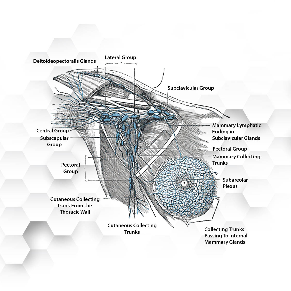 Glasgow Skin Cancer Clinic | Sentinel Node Biopsy for Melanoma