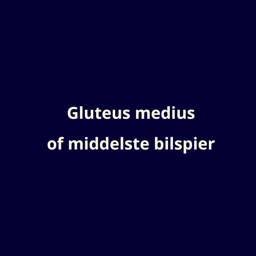 RBM Exclusive | Gluteus medius of middelste bilspier