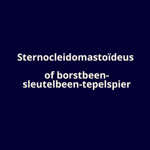 RBM Exclusive | Sternocleidomastoïdeus of borstbeen-sleutelbeen-tepelspier