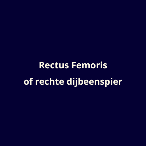 RBM Exclusive | Rectus Femoris of rechte dijbeenspier