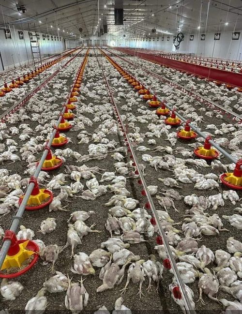 Poultry sector suffering as loadshedding persists