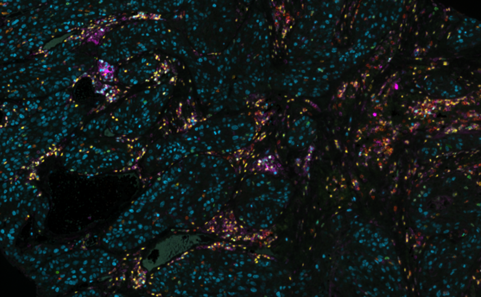 Lunaphore Comet Spatial Proteomics
