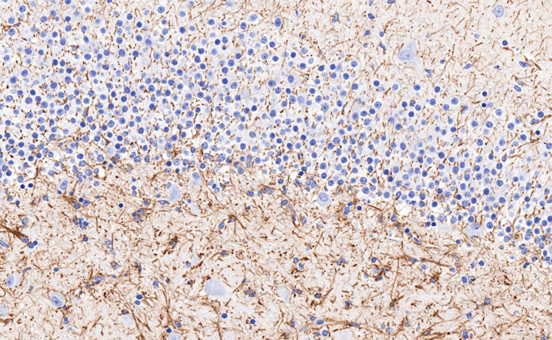 Propath - Specialists in molecular pathology and histopathology