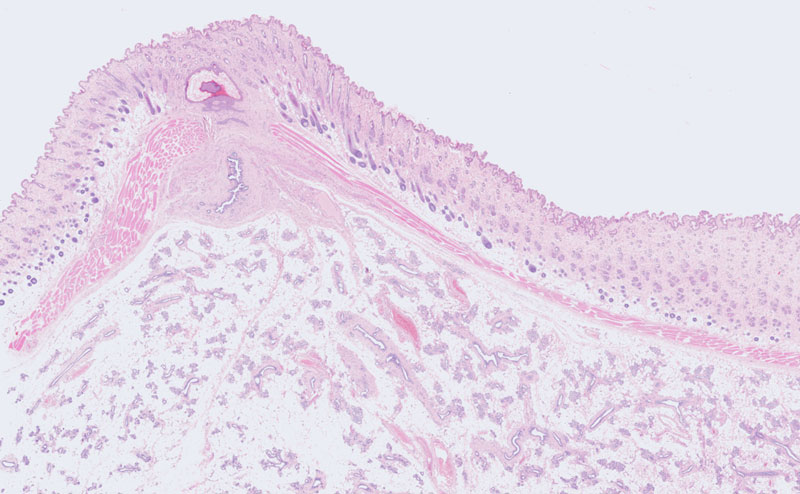 Propath - Specialists in molecular pathology and histopathology