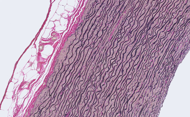 Propath - Specialists in molecular pathology and histopathology