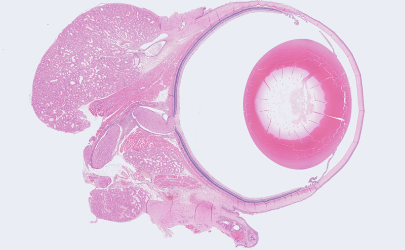 Propath - Specialists in molecular pathology and histopathology