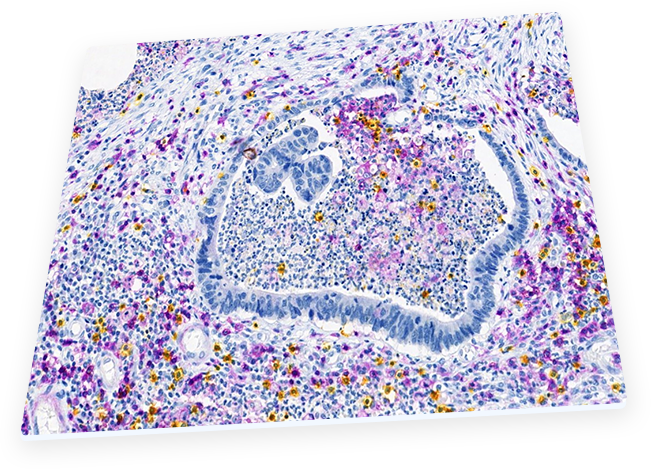 GLP/GCP Compliant IHC