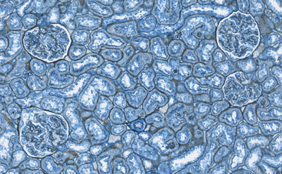 GLP-GCP compliant histology