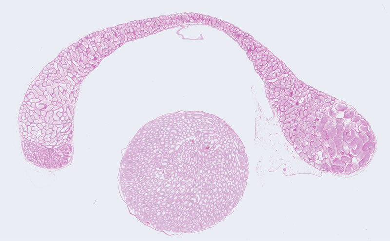 Propath - Specialists in molecular pathology and histopathology