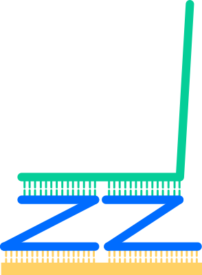 RNAScope In Situ hybridization