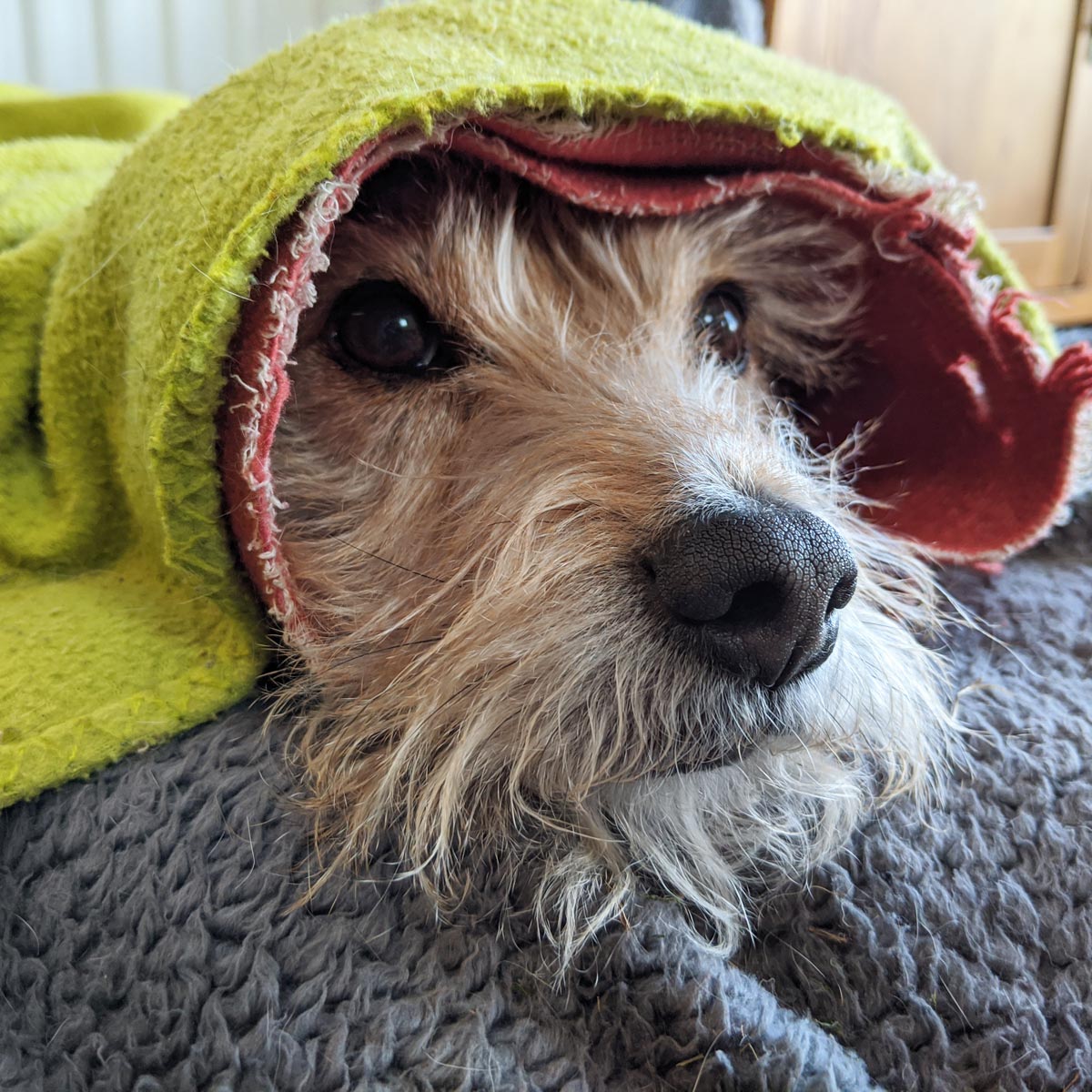 Behaviour Veterinary Practice