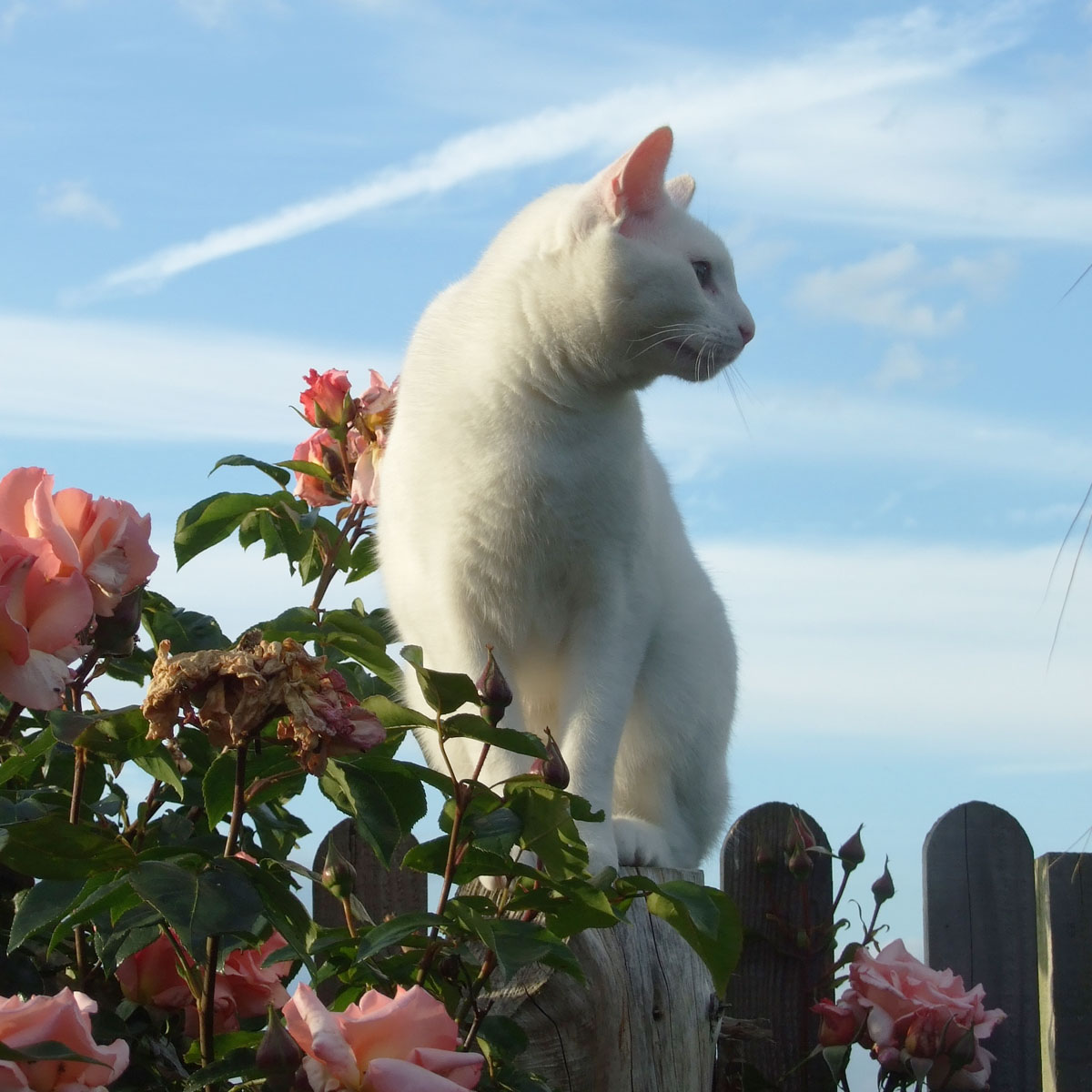 Behaviour Veterinary Practice