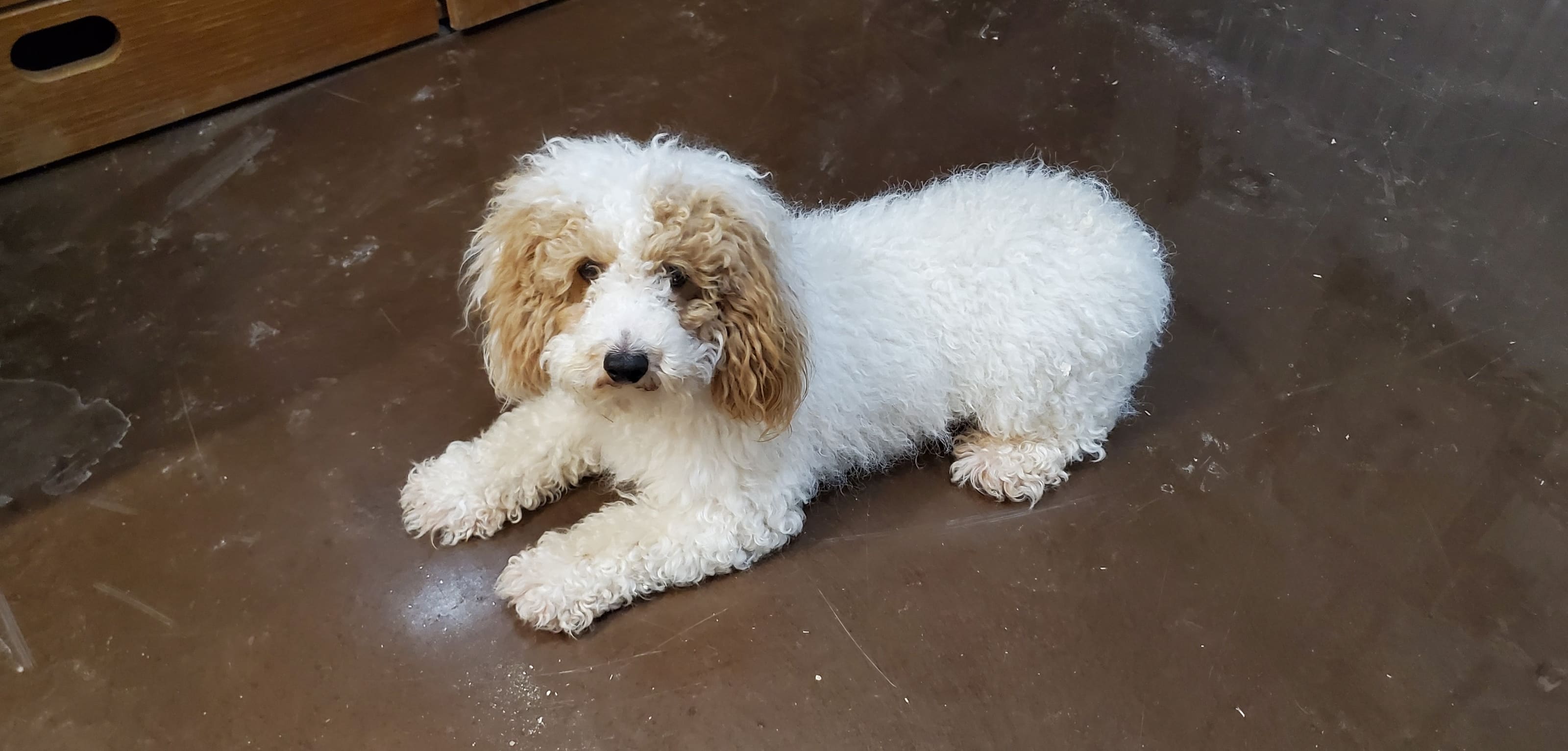 Home | Green Bush Kennel