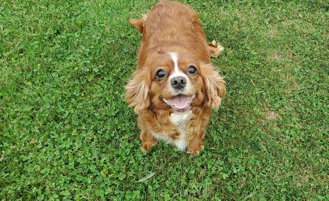 Home | Green Bush Kennel