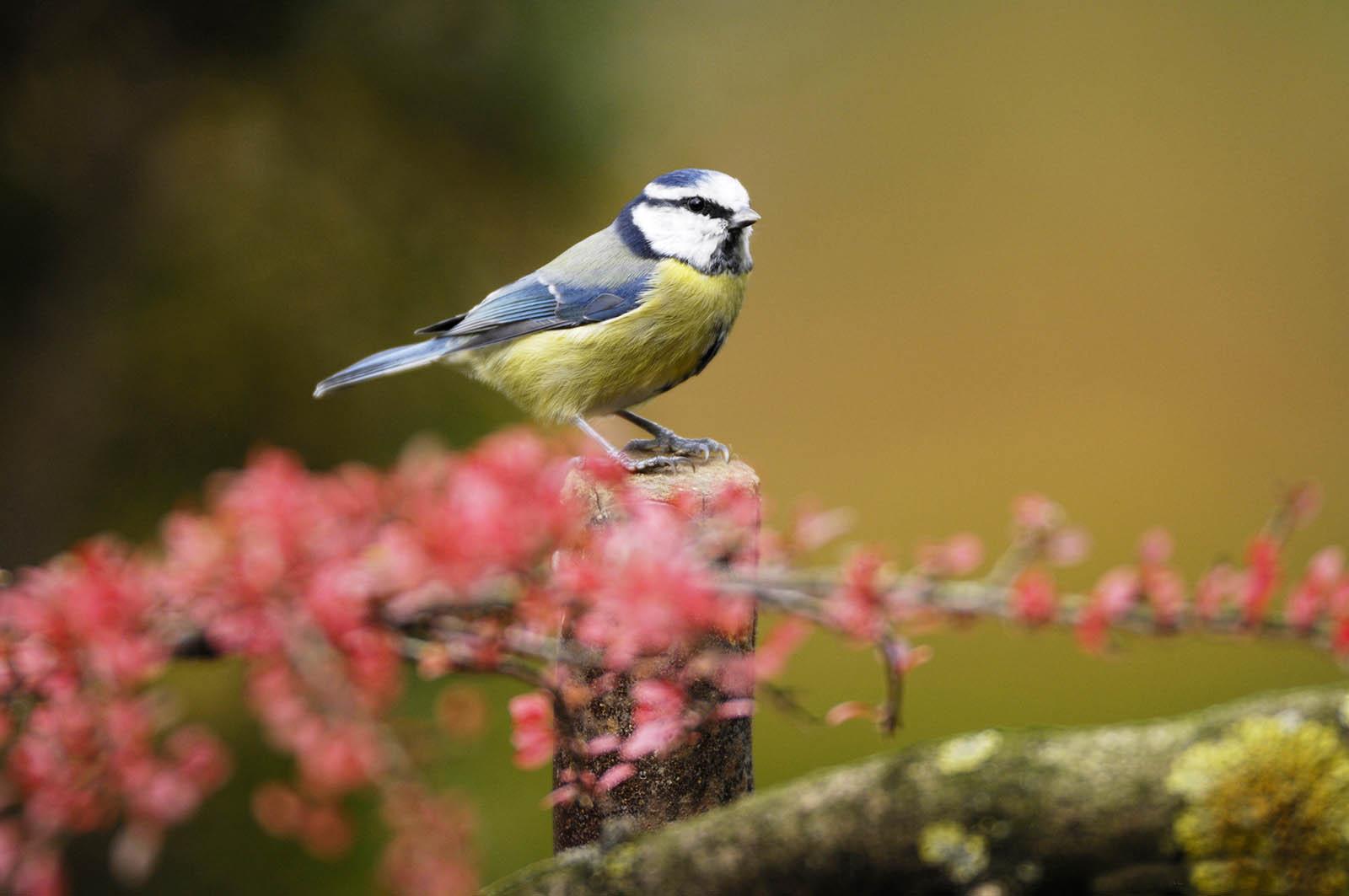 Ecology and Ornithology | EnviroCentre Scotland | Environmental Consultants