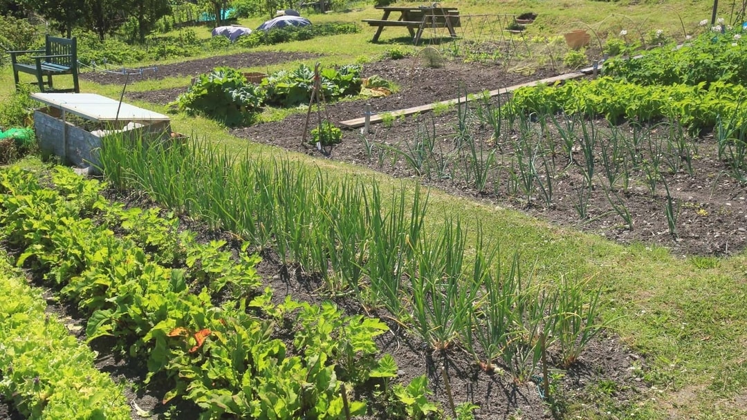 Roots - Allotments of the Future
