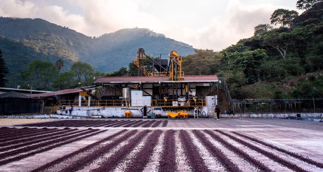 Milling | Odyssey Coffees