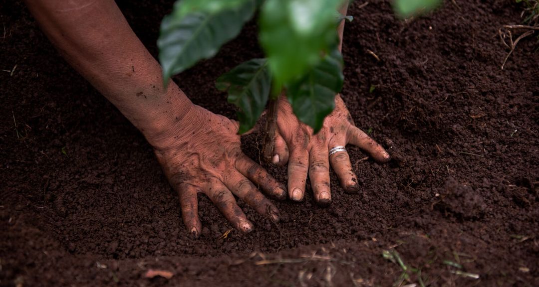 Odyssey Coffees Coffee Production From Seed To Cup