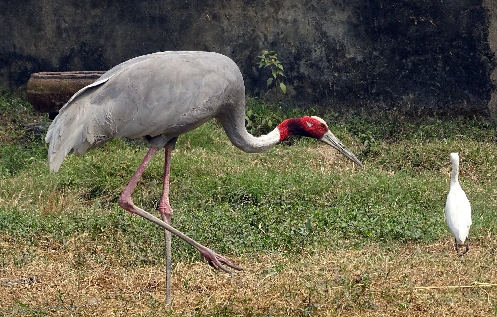 Sarus Crane - Paphos Zoo