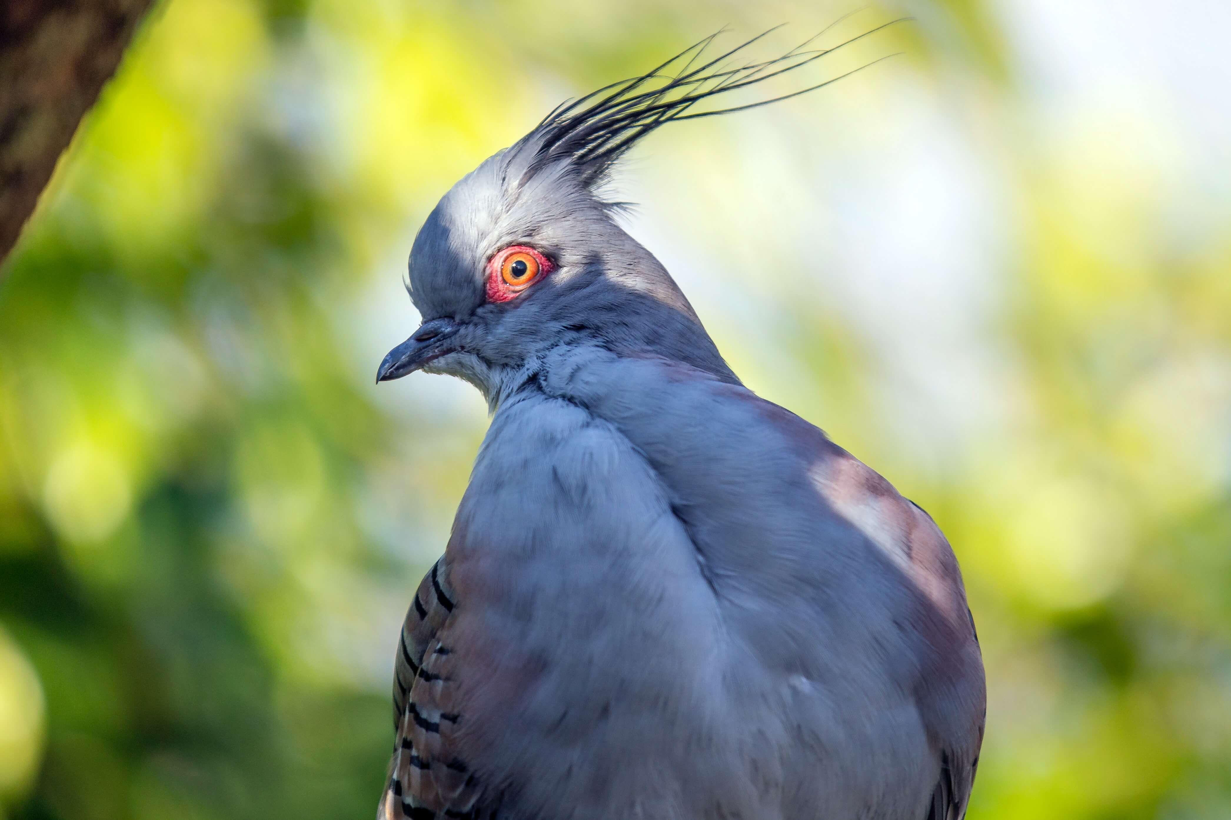 Crested Pigeon - Paphos Zoo