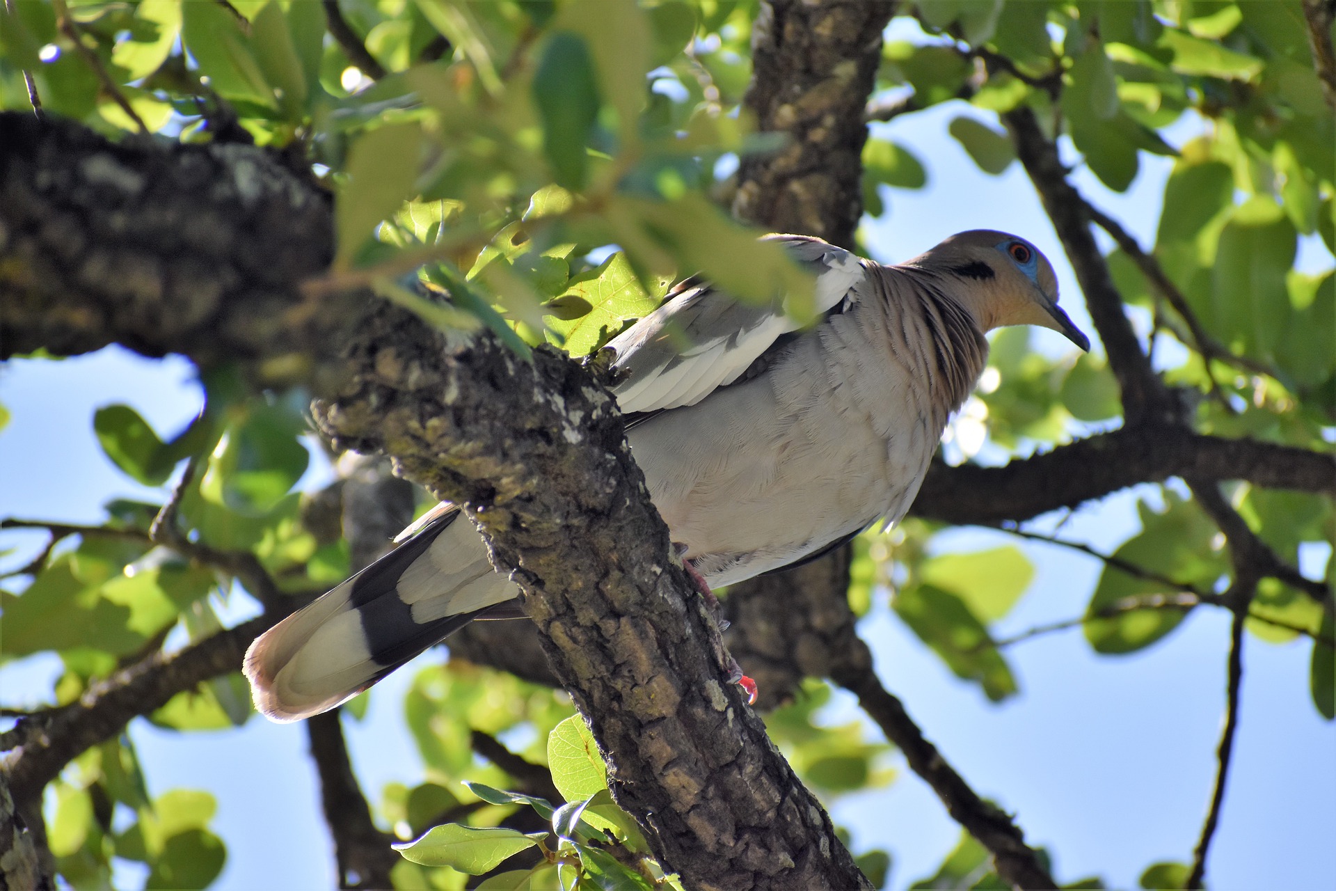 Peaceful Dove - Paphos Zoo