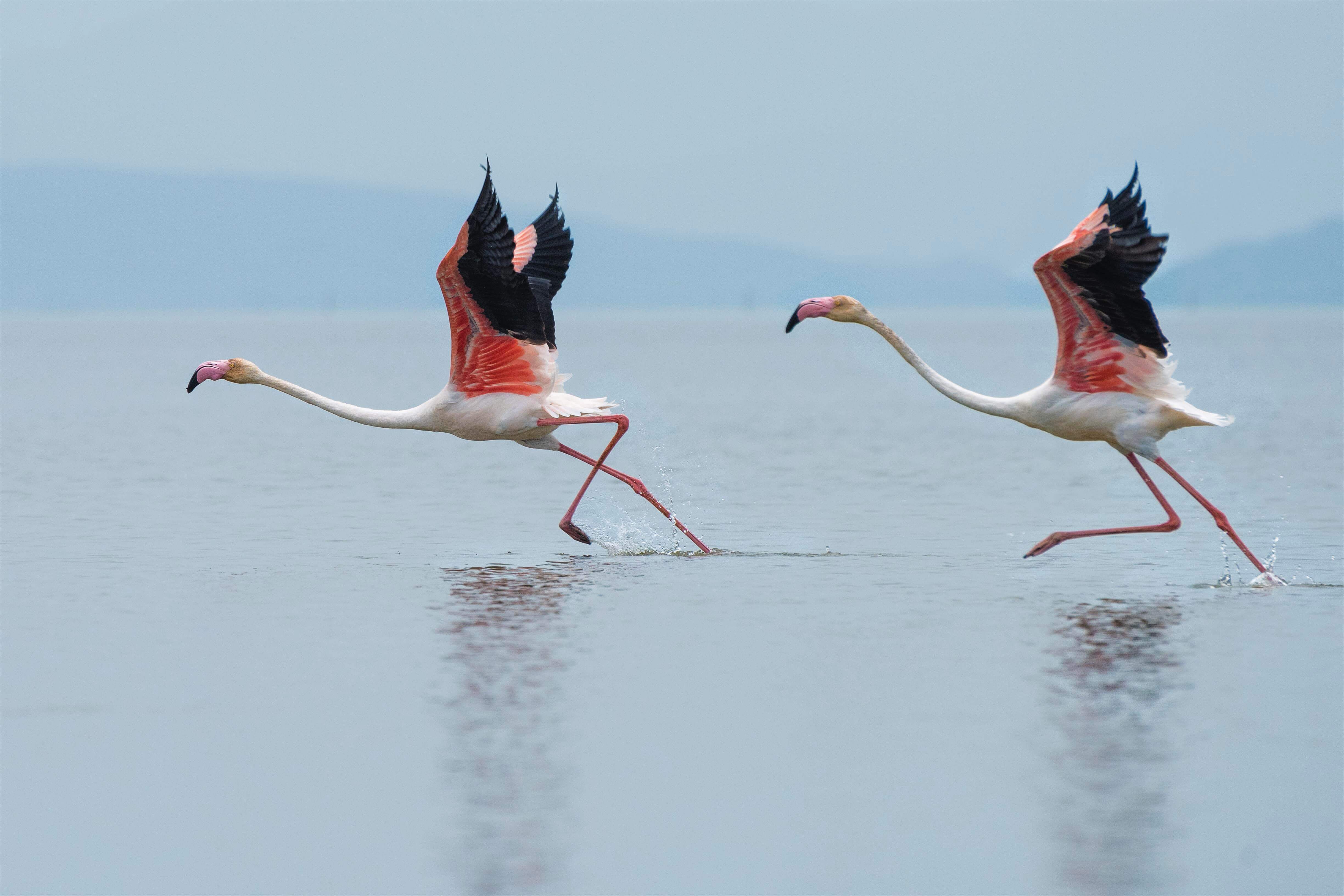 Greater Flamingo - Paphos Zoo