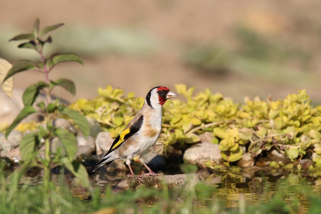 European Goldfinch - Paphos Zoo