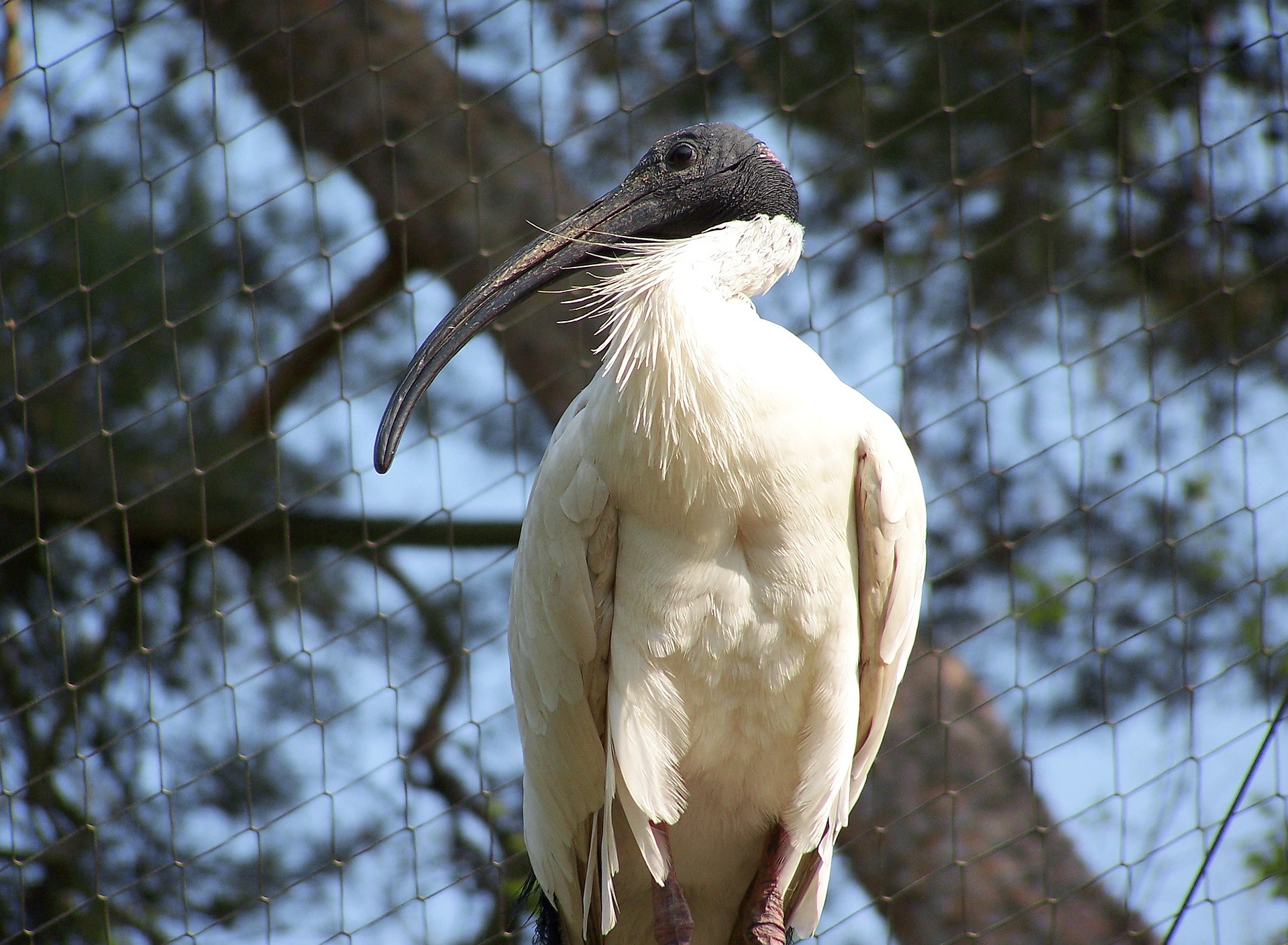 Sacred Ibis - Paphos Zoo