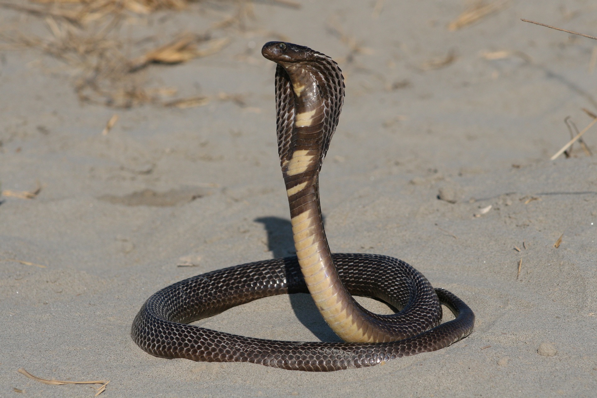 Mozambique Spitting Cobra - Paphos Zoo