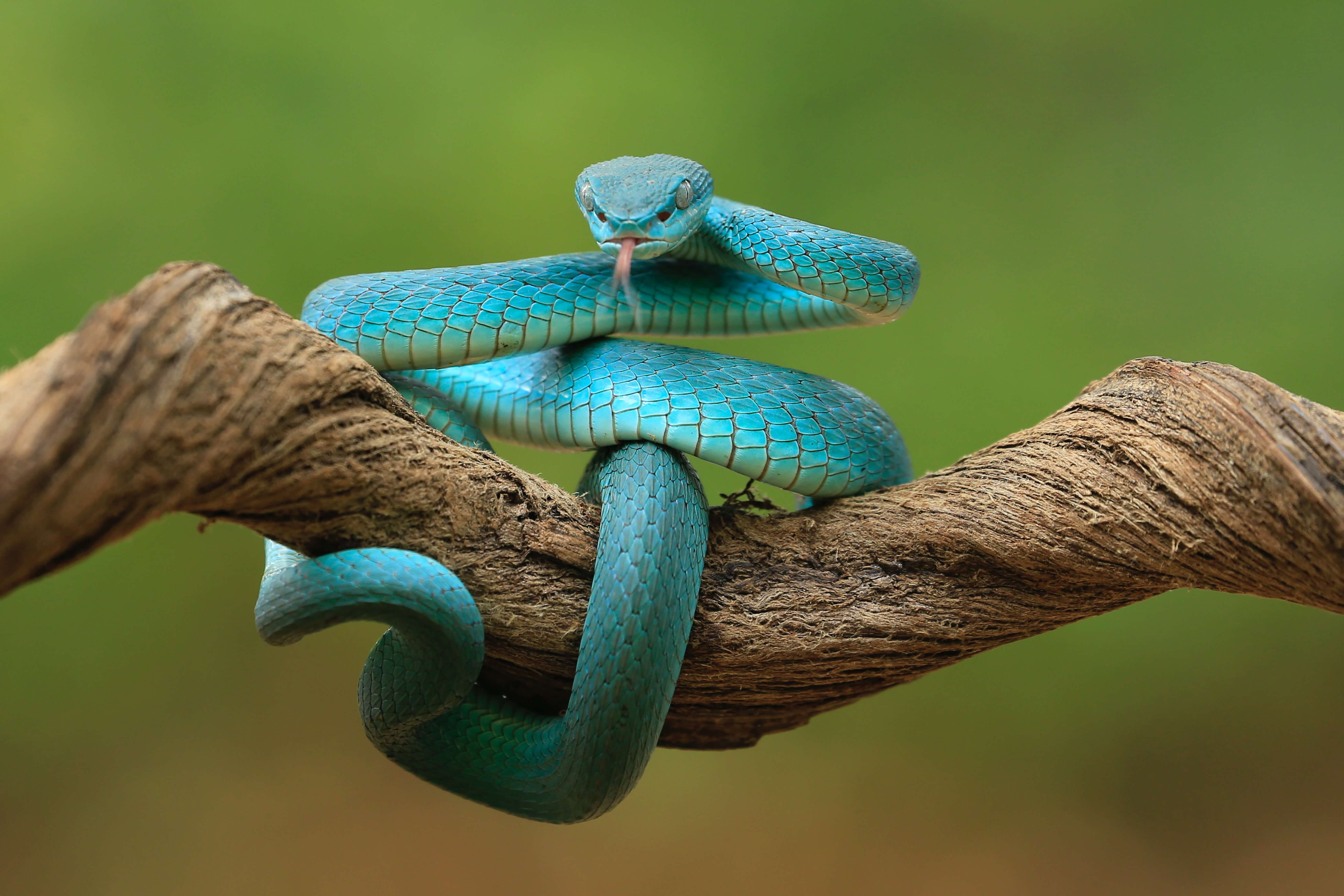 White Lipped Pit Viper - Paphos Zoo